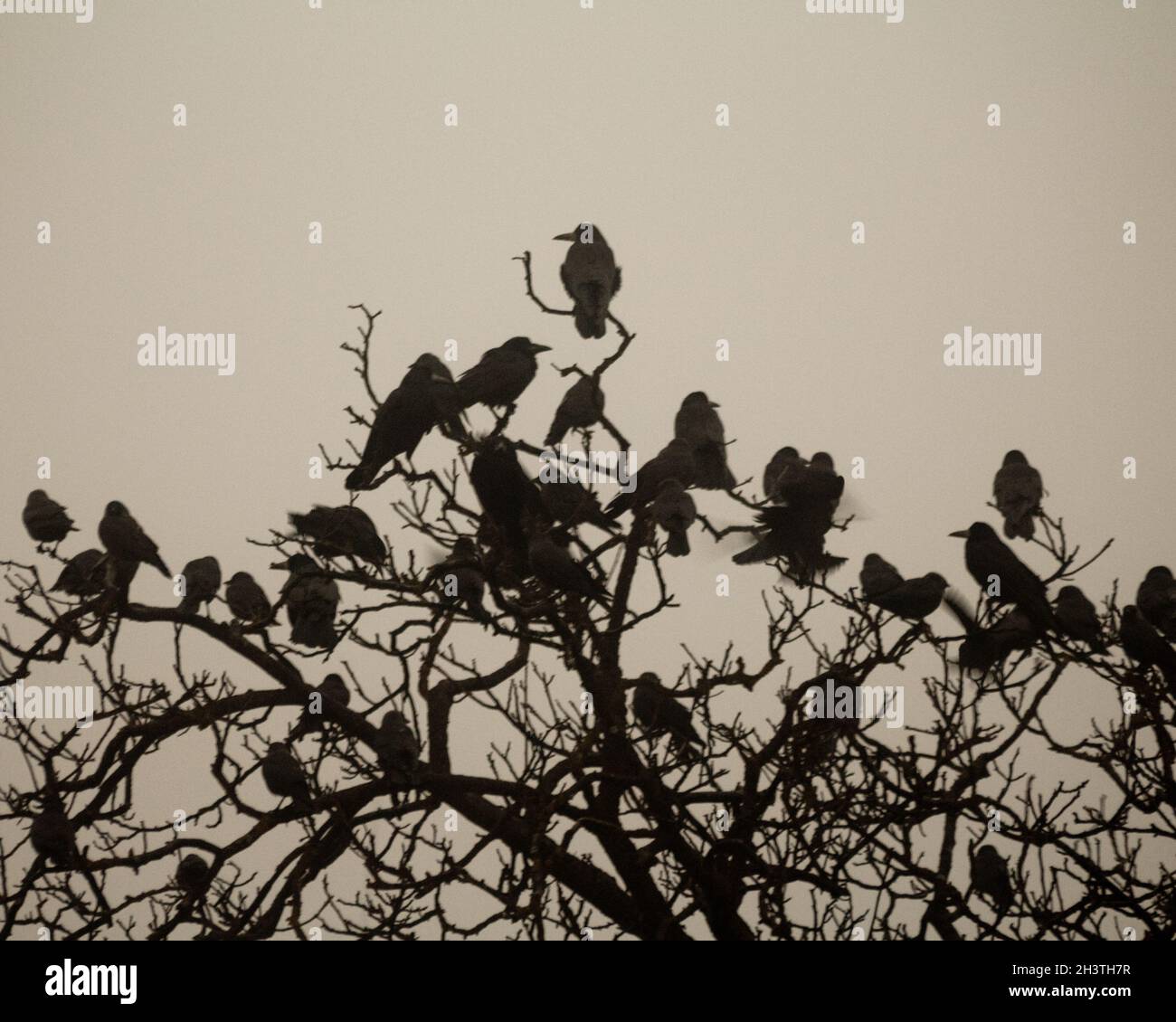 Closeup of crows perched and flying around a dry tree, a spooky evening ...