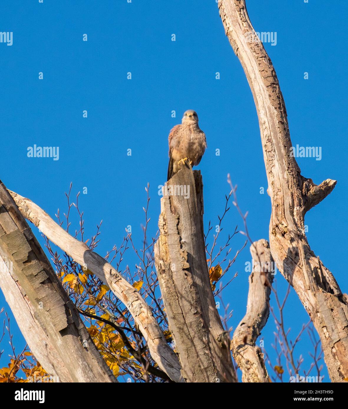 kestrel bird of prey raptor Stock Photo - Alamy