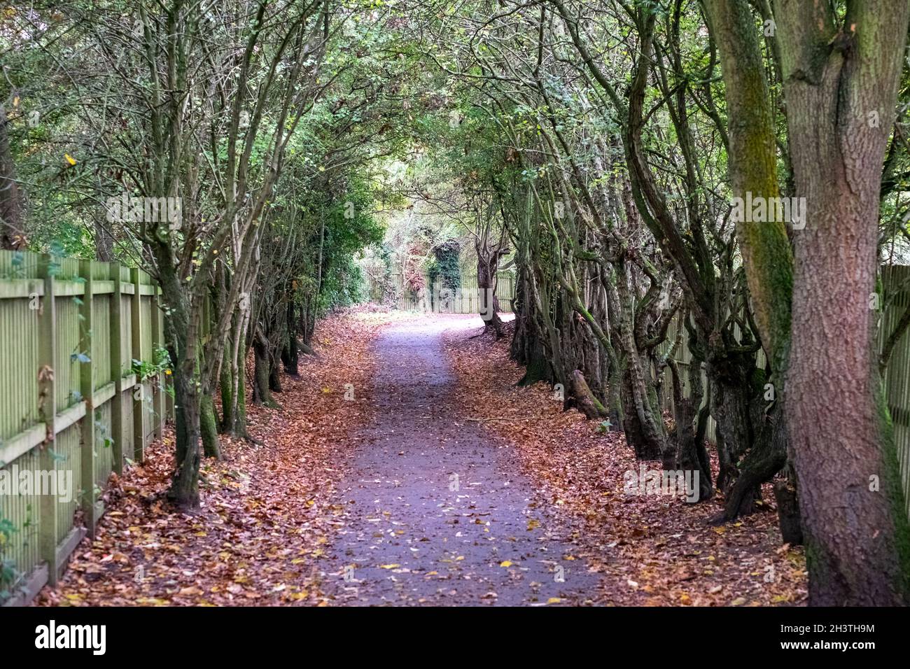 autumn leaves fallen russet golden Stock Photo - Alamy