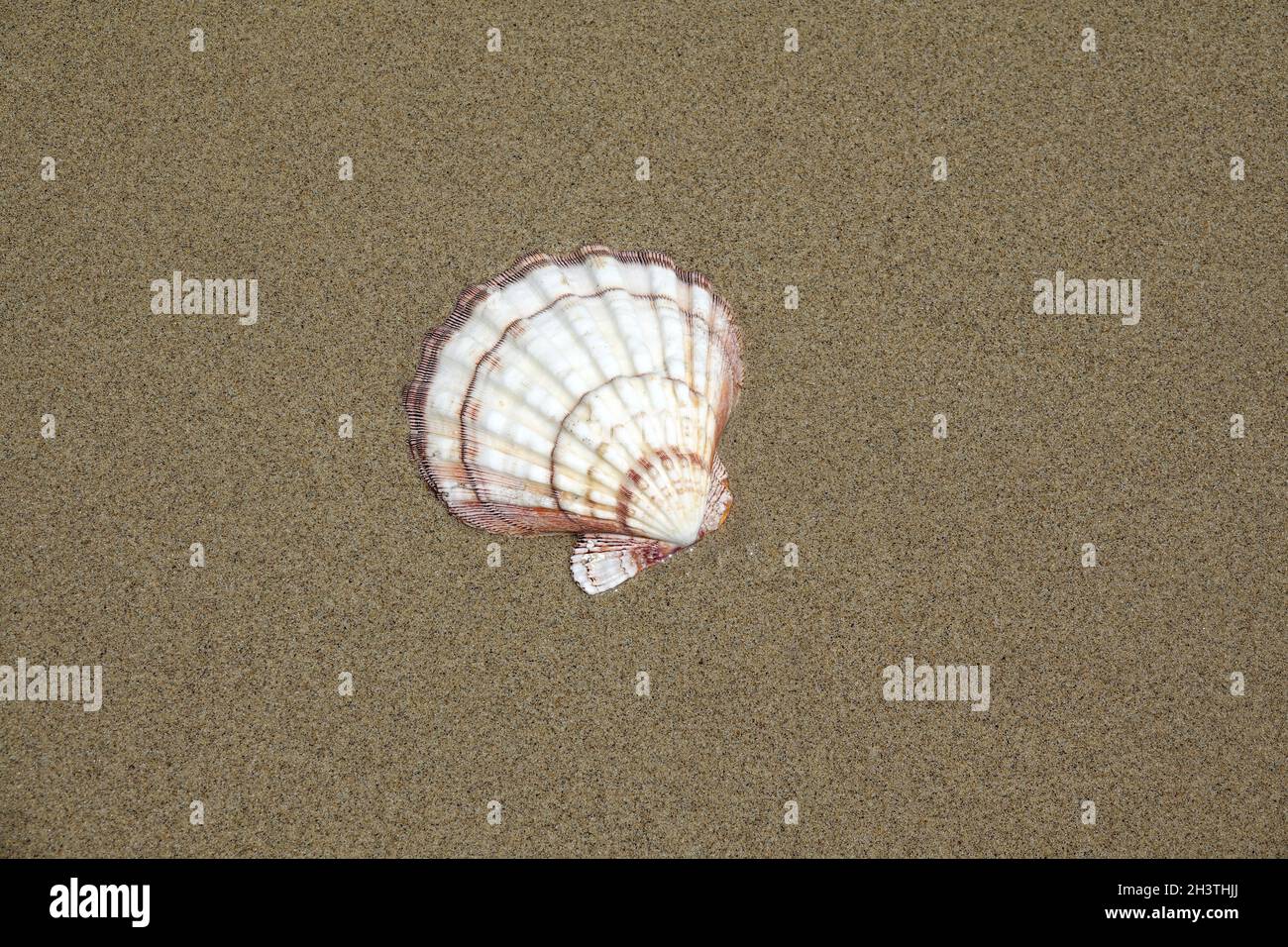 Shell on a beach Stock Photo - Alamy