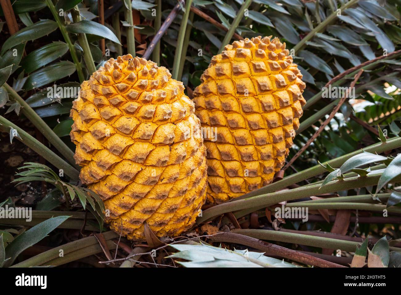 Modjadji palm hi-res stock photography and images - Alamy