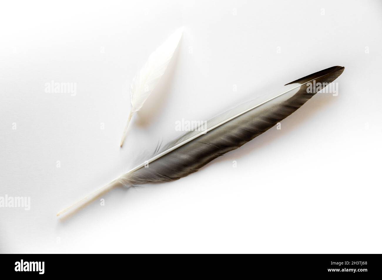 Two feathers on white background Stock Photo - Alamy