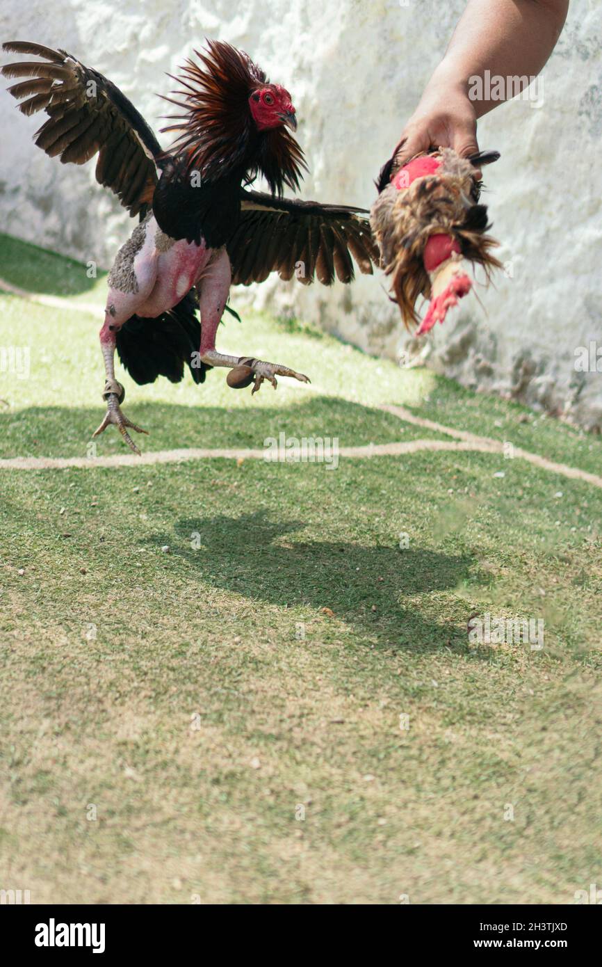 Two roosters facing each other in a fight Stock Photo - Alamy