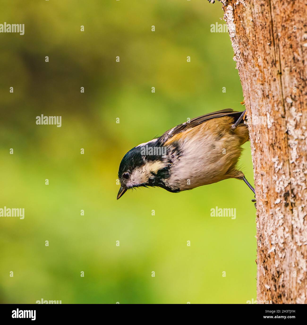 Coal Tit Clinging on to Tree Stump in Scottish Garden Stock Photo - Alamy