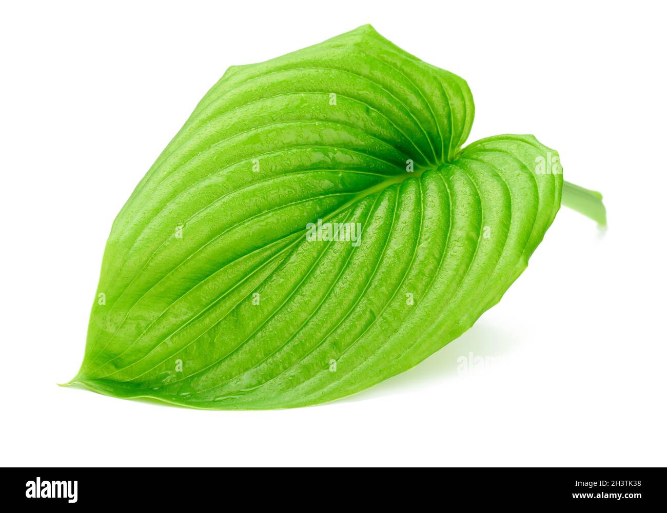 Green leaf of hosta plantain with water drops isolated on white ...