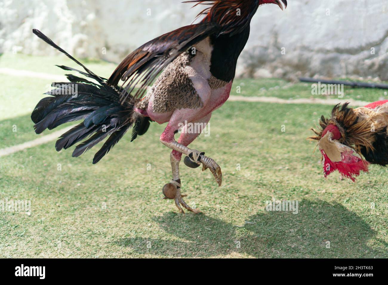 Rooster Being Trained For A Fight Stock Photo - Alamy