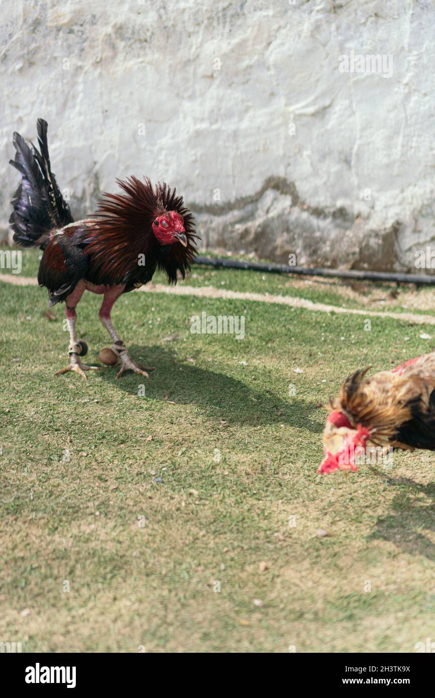 Chicken fight hi-res stock photography and images - Alamy