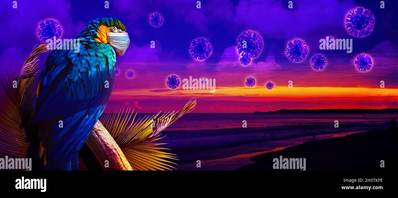 Macaw parrot with medical mask on vacation Stock Photo - Alamy