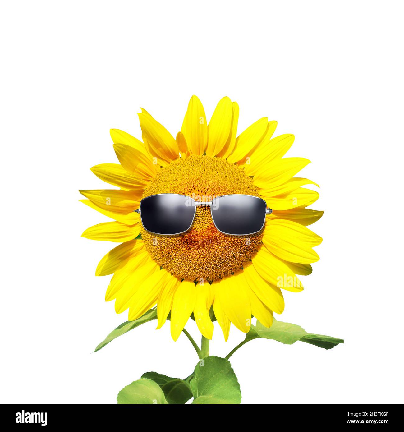 Funny sunflower with sunglasses on a white background Stock Photo - Alamy