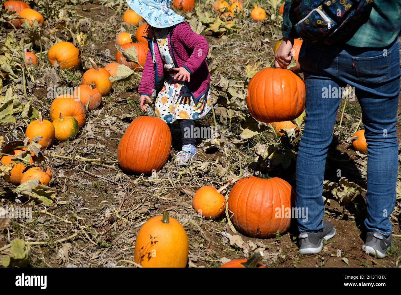 Alexander patch hi-res stock photography and images - Alamy