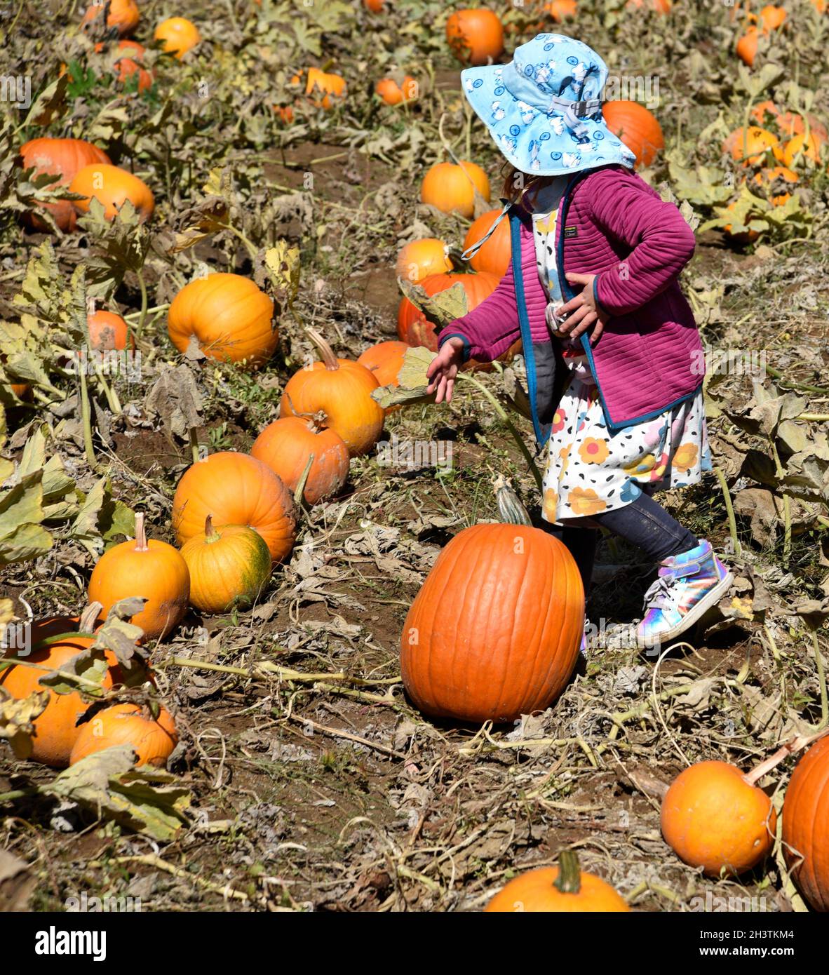 Visitors select pumpkins from a pumpkin patch at El Rancho de las ...
