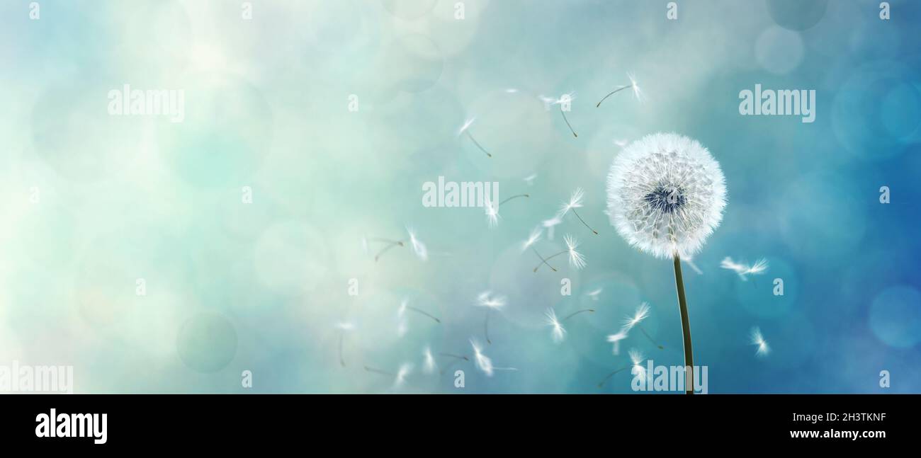 Dandelion flower with flying feathers on blue sky Stock Photo - Alamy