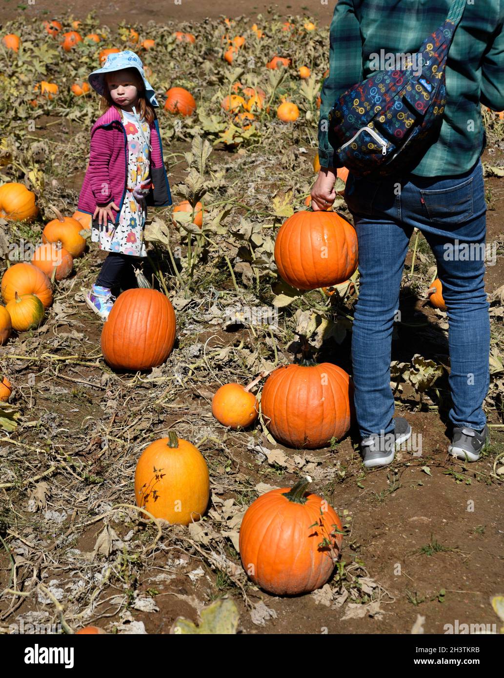 Visitors select pumpkins from a pumpkin patch at El Rancho de las ...