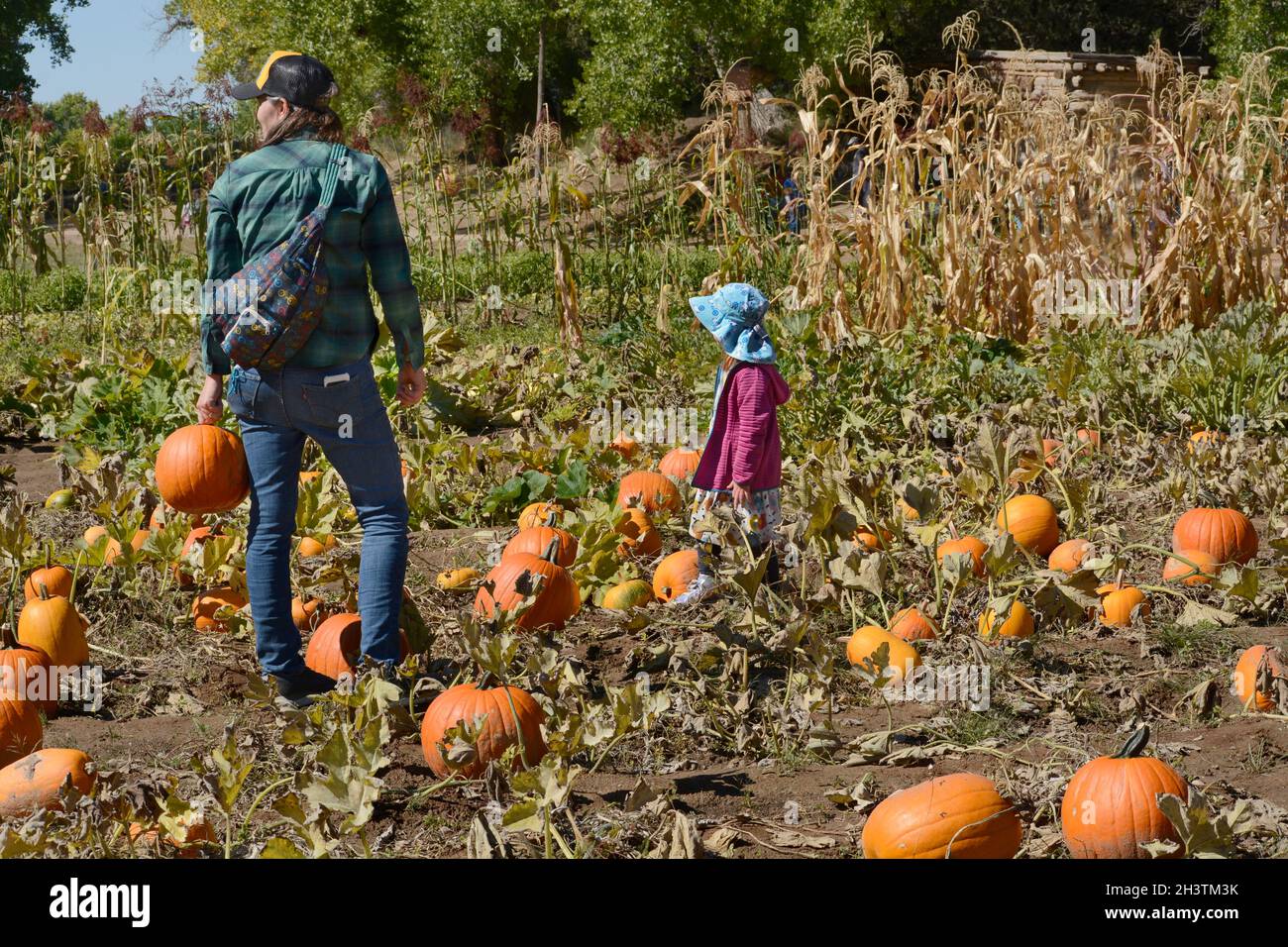 Visitors select pumpkins from a pumpkin patch at El Rancho de las ...