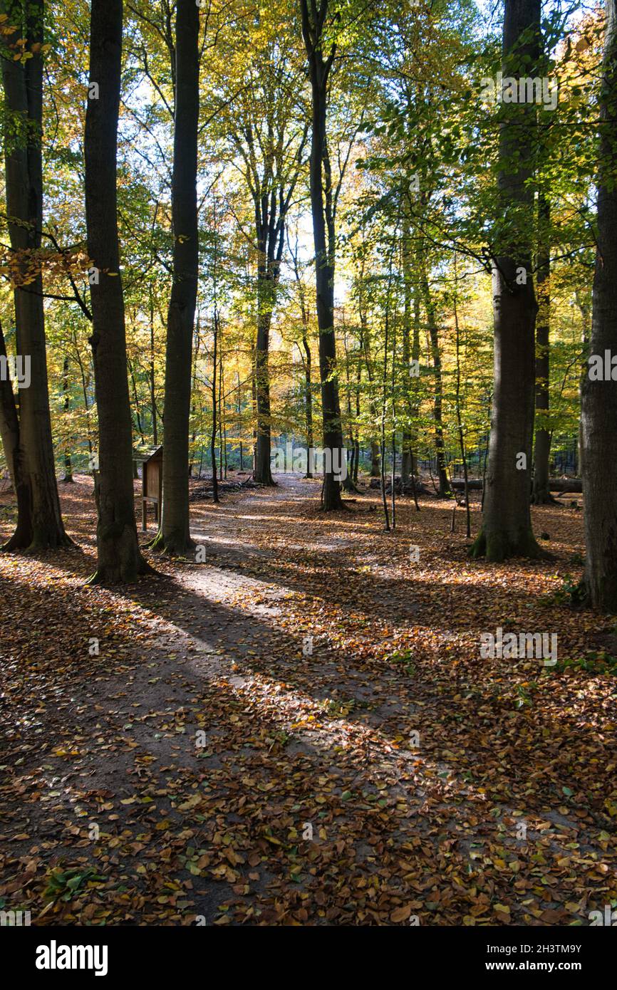 Light mood in autumn in a deciduous forest. warm mood in the forest ...