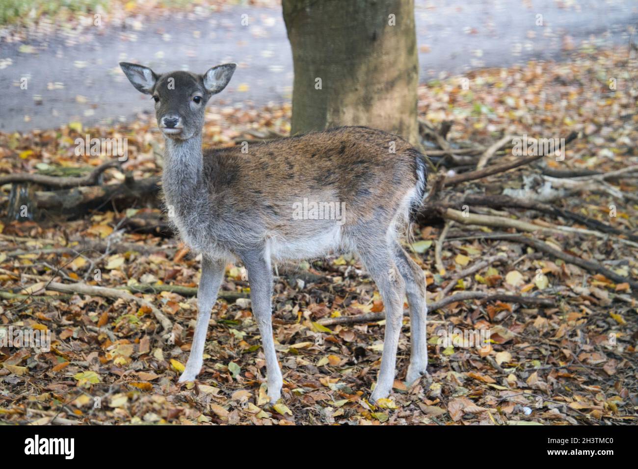 Temperate Forest Deer