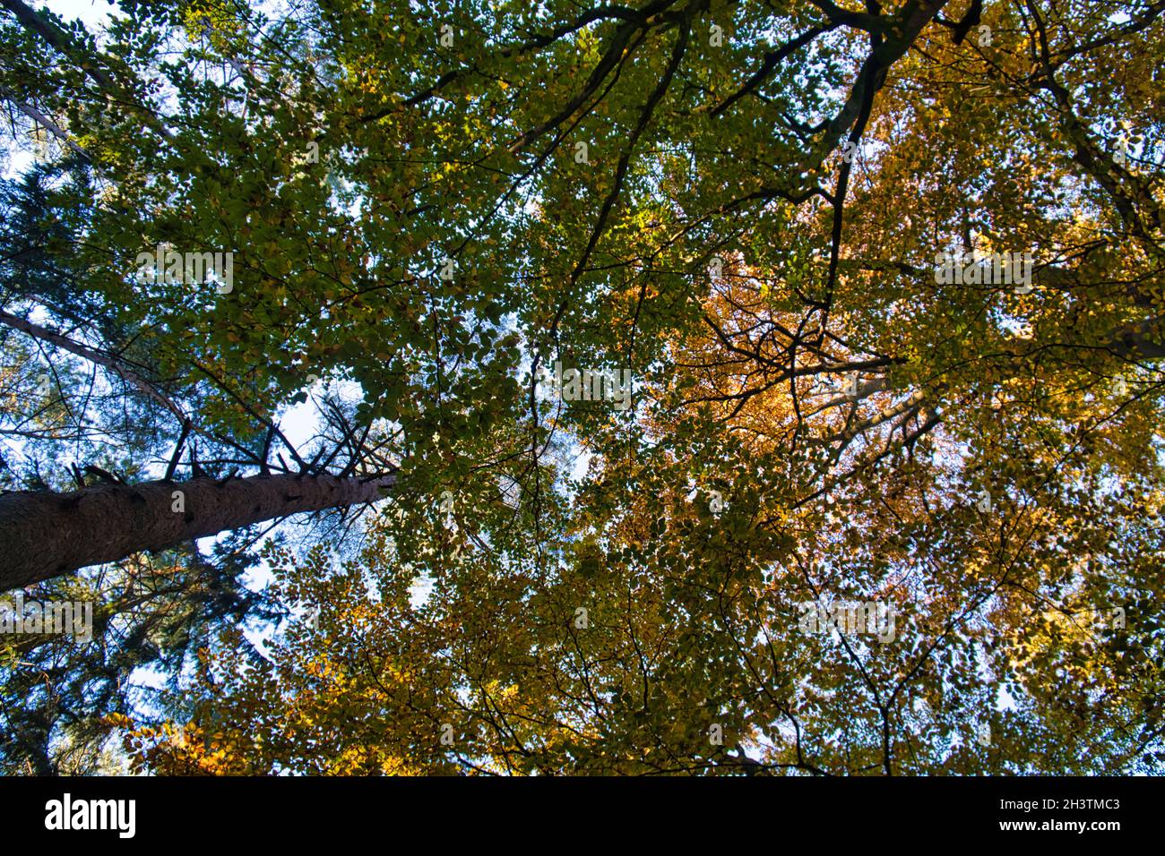 Light mood in autumn in a deciduous forest. warm mood in the forest ...