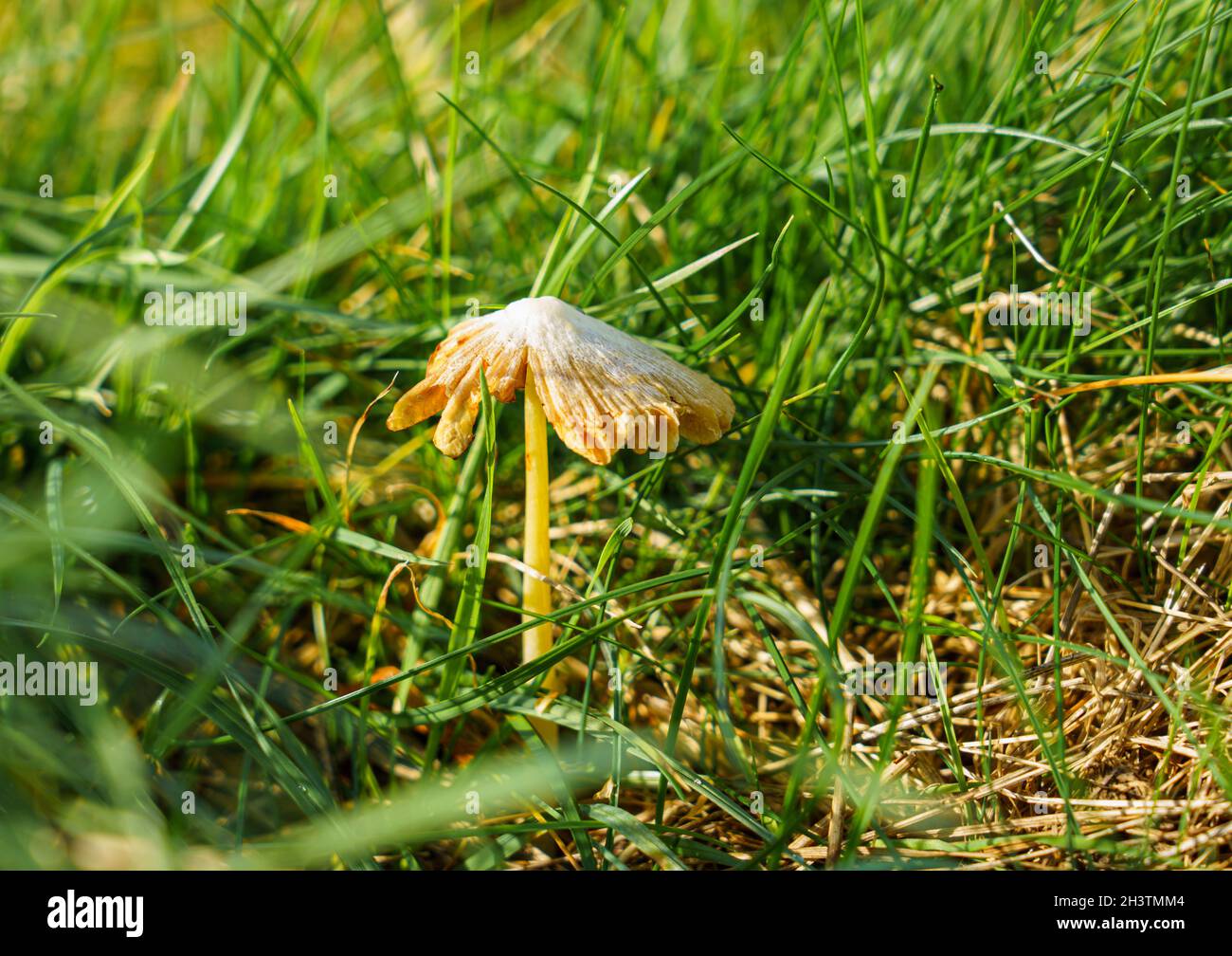 close up of a Golden Waxcap mushroom (Hygrocybe chlorphana Stock Photo ...