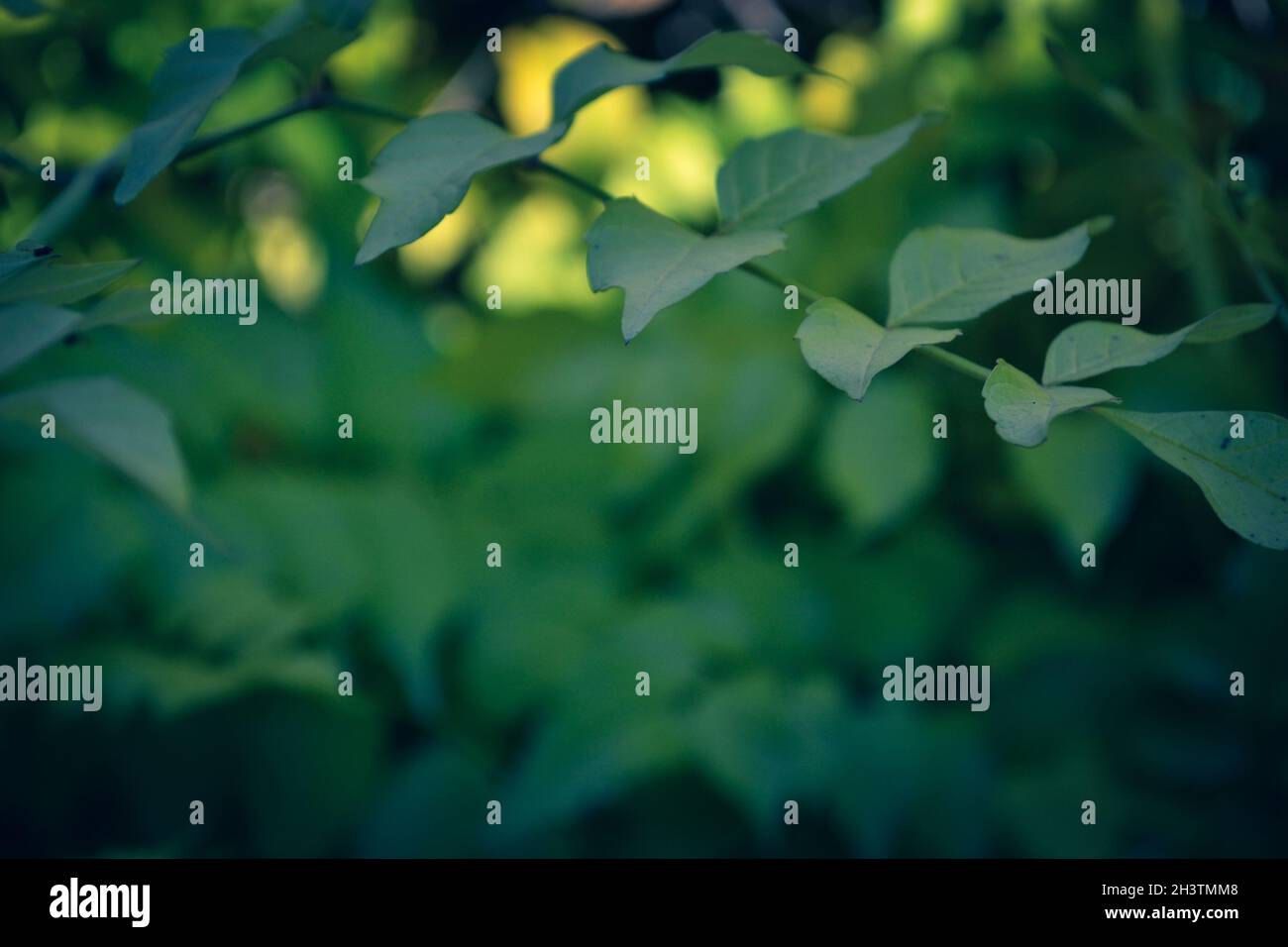 Bush tree branch with green leaves on blurred background with spring ...