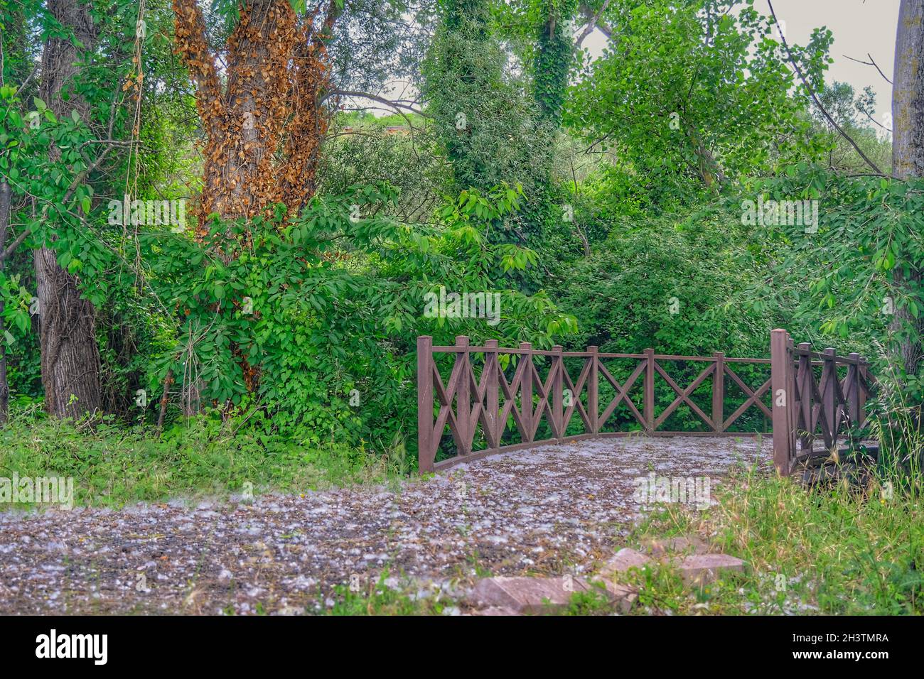 A wooden bridge inside the natural park land with green plants and huge ...