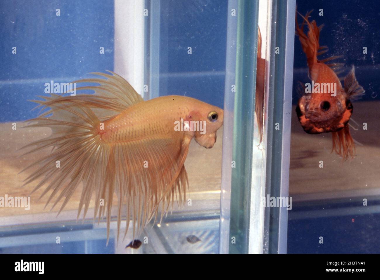 Siamese Fighting Fish Fighting Each Other