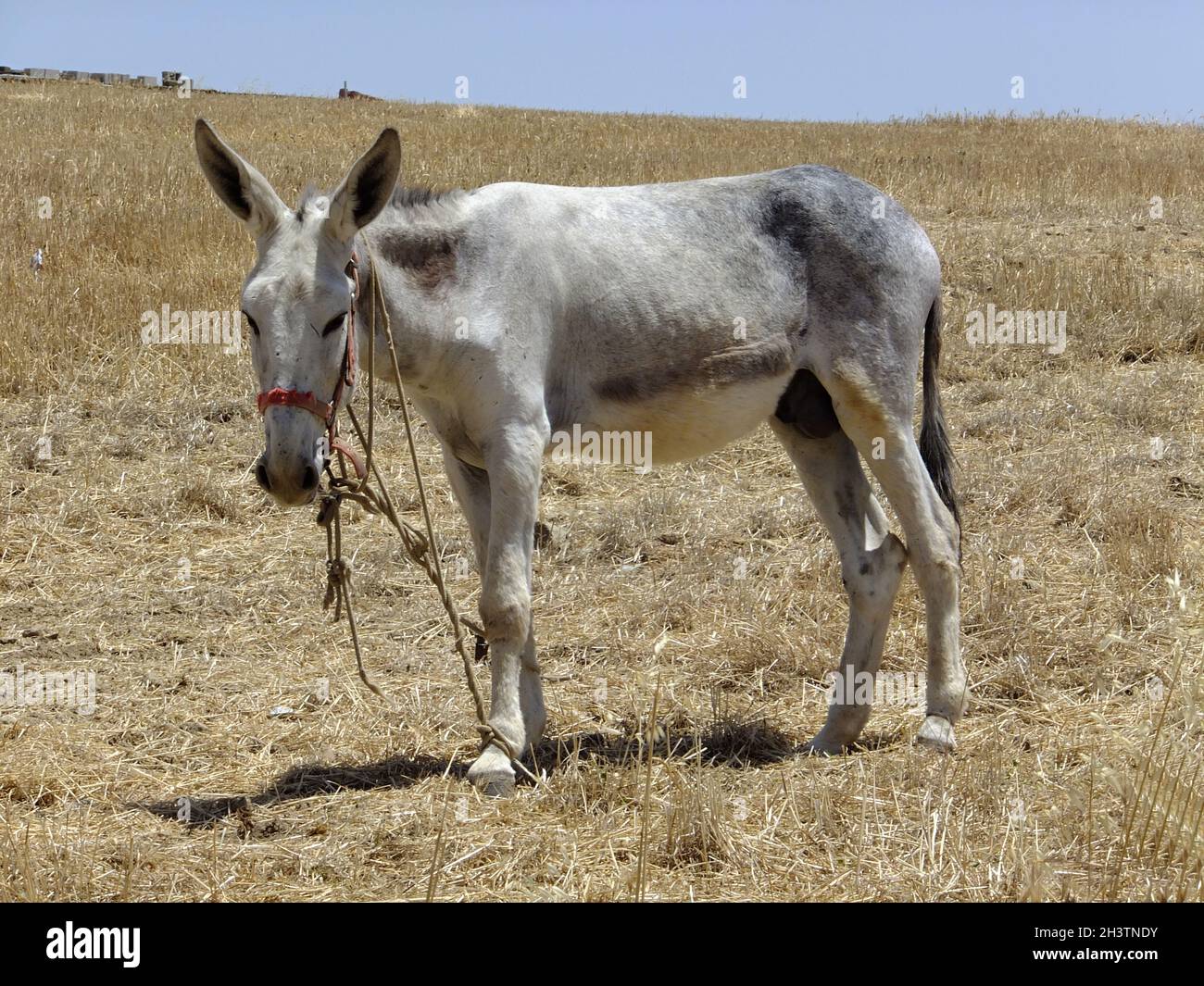 Typical donkey in the arid Extremadura - Spain Stock Photo - Alamy