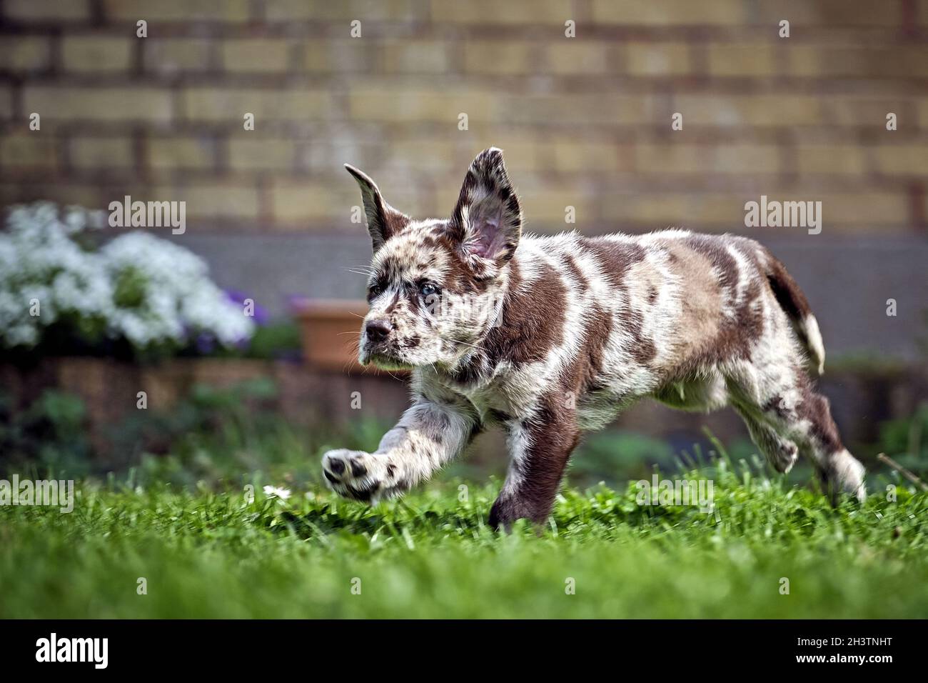 Spotted labrador retriever puppy hi-res stock photography and images ...