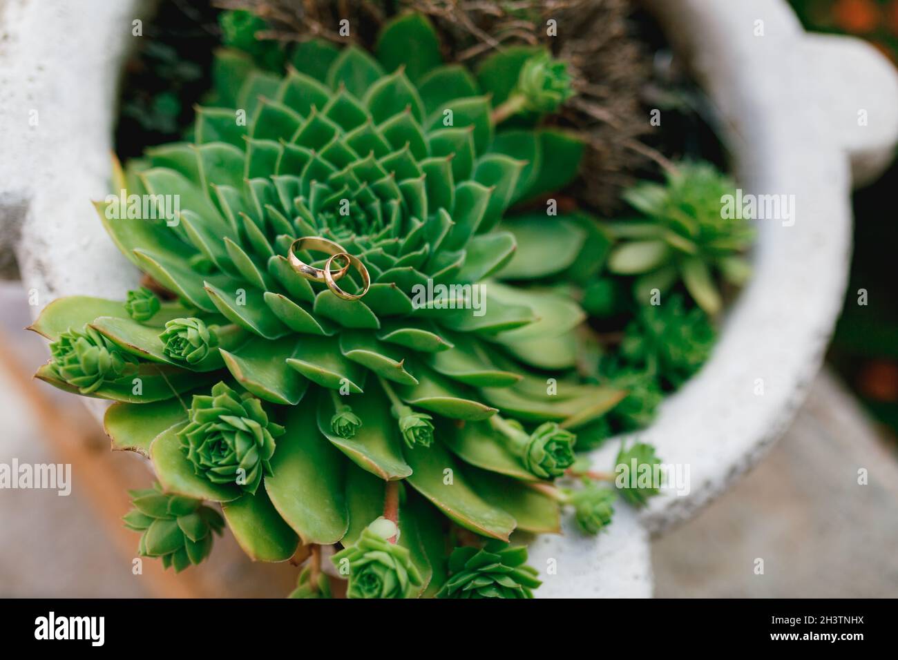 Close-up of wedding rings on a stone rose plant from the succulent ...