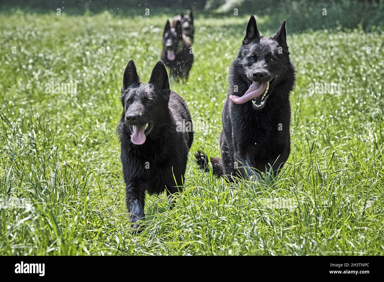 German shepherds hi-res stock photography and images - Alamy