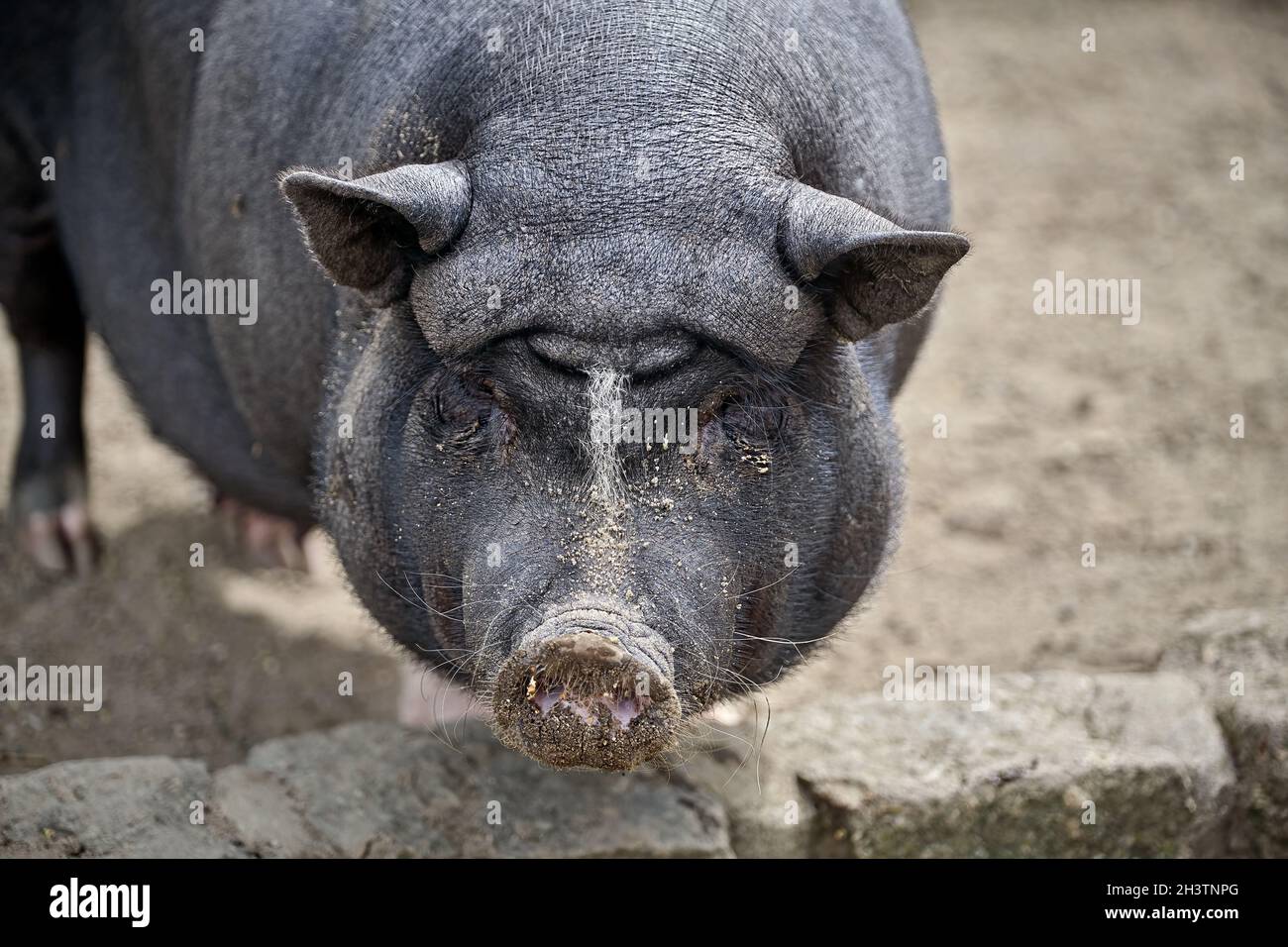 Sus domesticus hi-res stock photography and images - Alamy