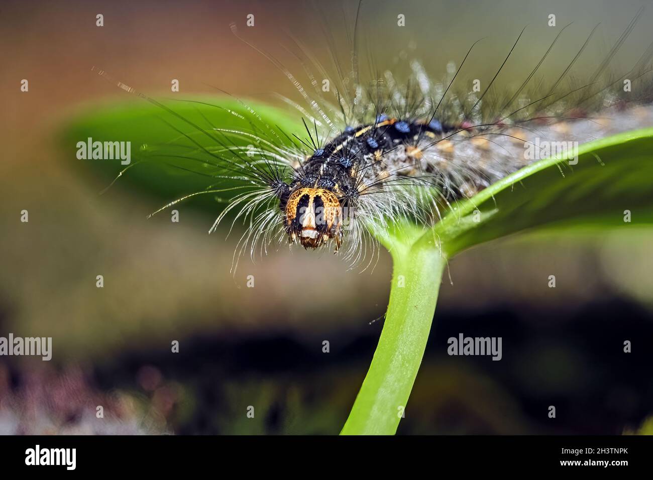 Gypsy moth caterpillar hi-res stock photography and images - Alamy