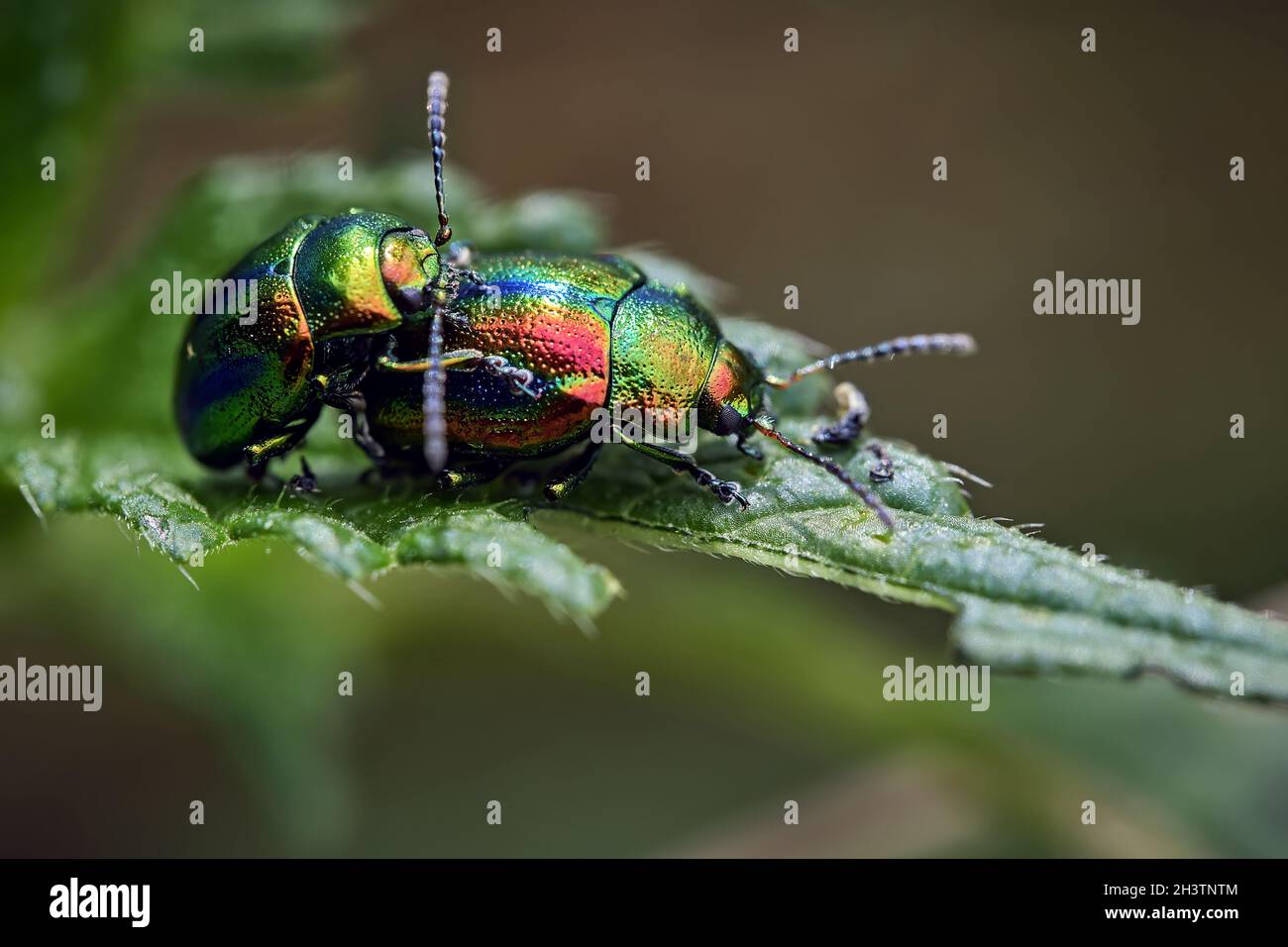 Magnificent leaf beetle (Chrysolina fastuosa Stock Photo - Alamy