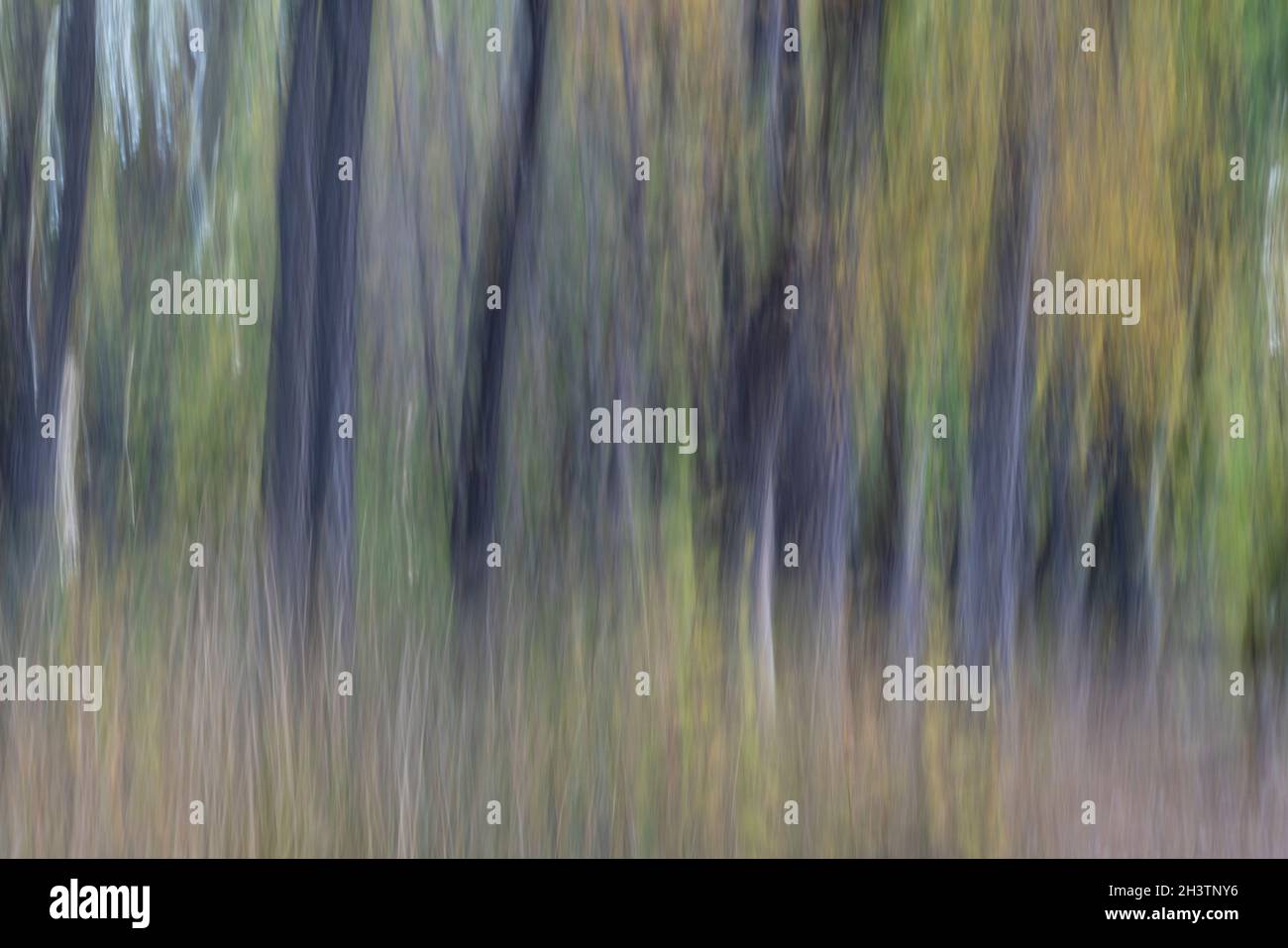 nature motion blur abstract in pastel colors - forest trees in fall ...