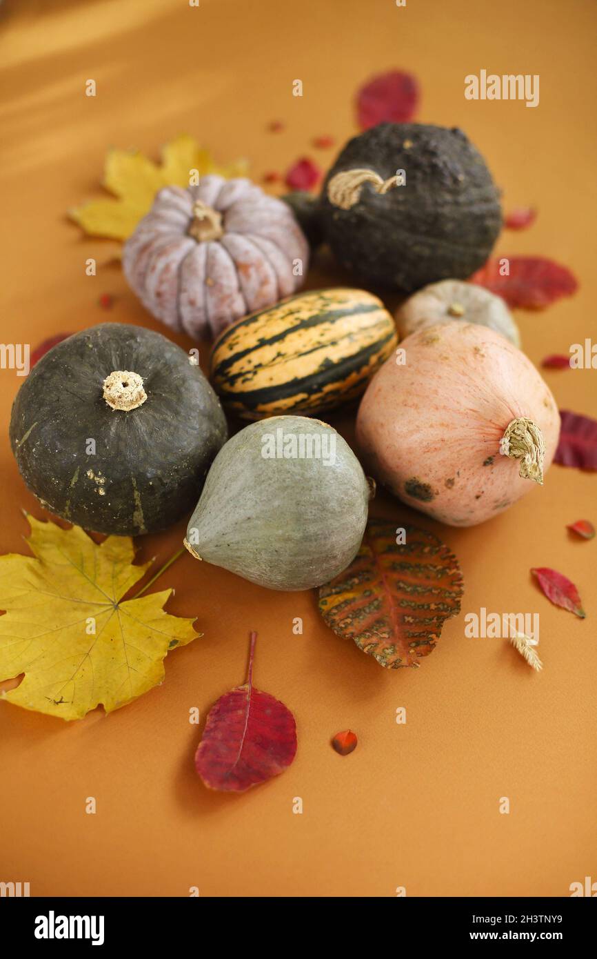 Orange ripe pumpkins leaves hi-res stock photography and images - Alamy