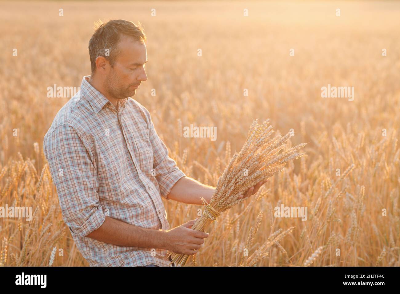 Man farmer holds sheaf of wheat ears in cereal field at sunset. Farming ...