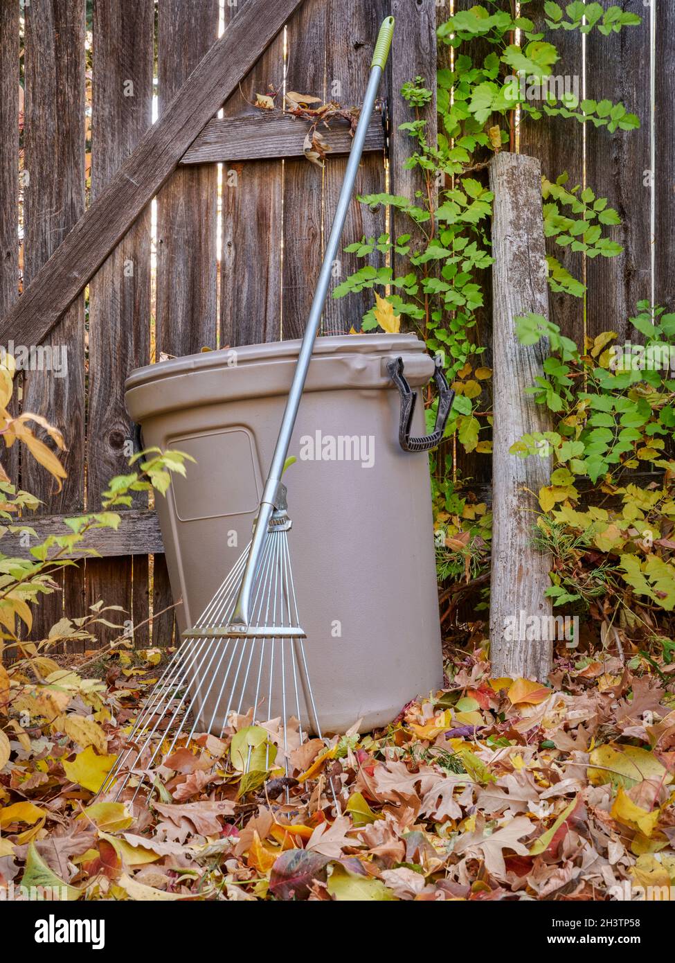 adjustable garden leaf rake with a garbage bin - fall backyard work ...
