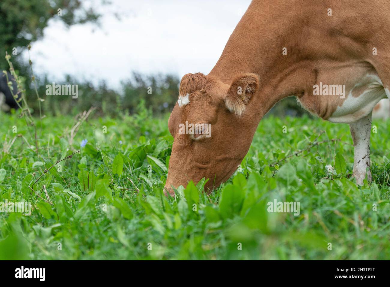 cow on herbal ley Stock Photo - Alamy