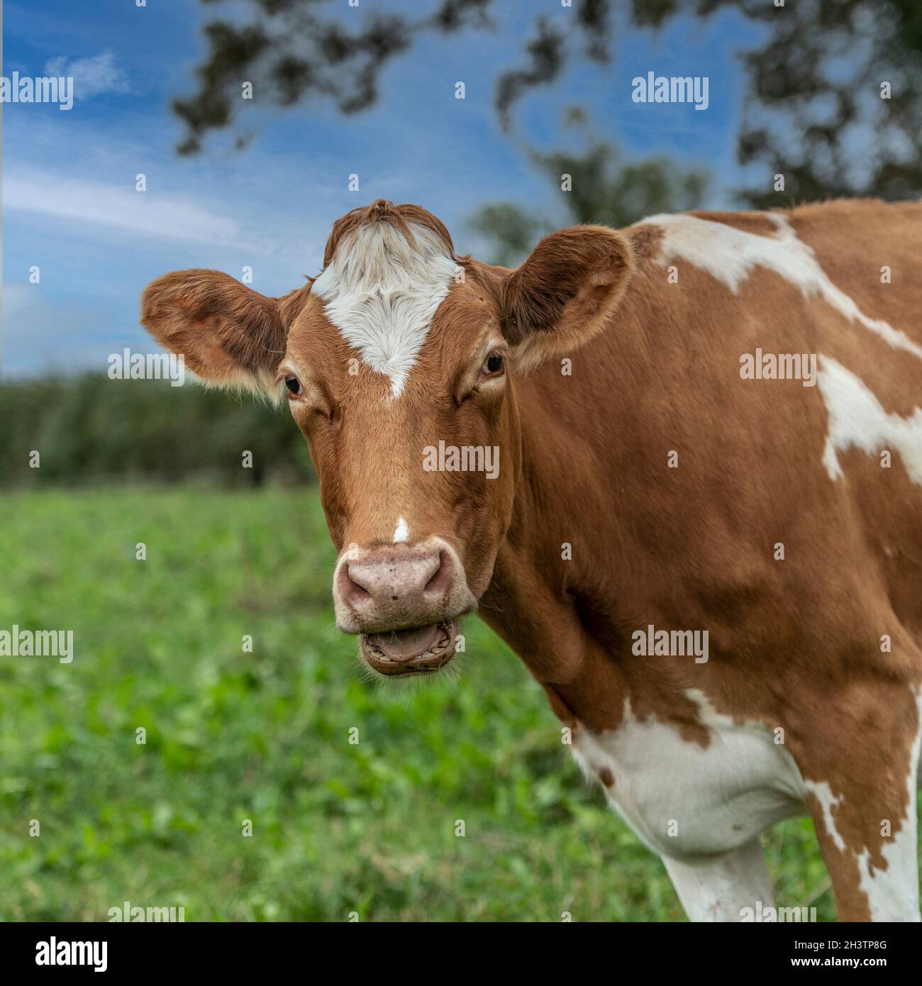 Happy cow hi-res stock photography and images - Alamy
