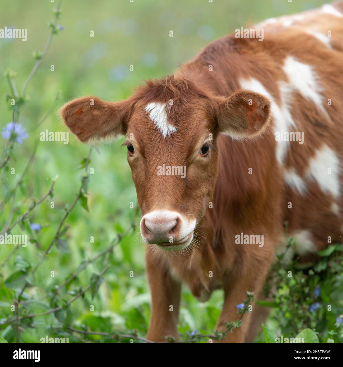 Happy looking cow hi-res stock photography and images - Alamy