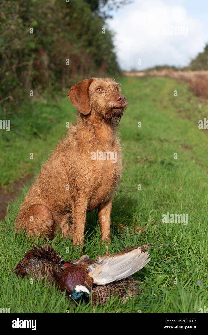 Hungarian Wirehaired vizsla with dead pheasants on a shoot Stock Photo ...
