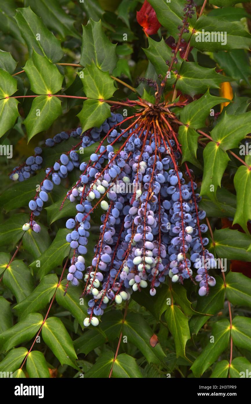 Mahonia bealei hi-res stock photography and images - Alamy