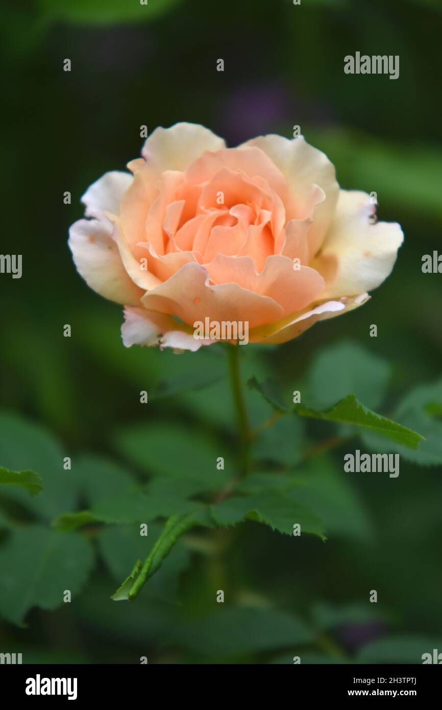 Adr rose hi-res stock photography and images - Alamy