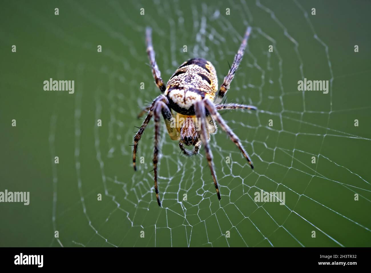 Zilla diodia (mask spider Stock Photo - Alamy