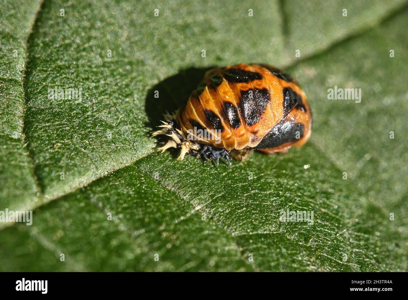 Asian ladybug pupa (Harmonia axyridis Stock Photo - Alamy
