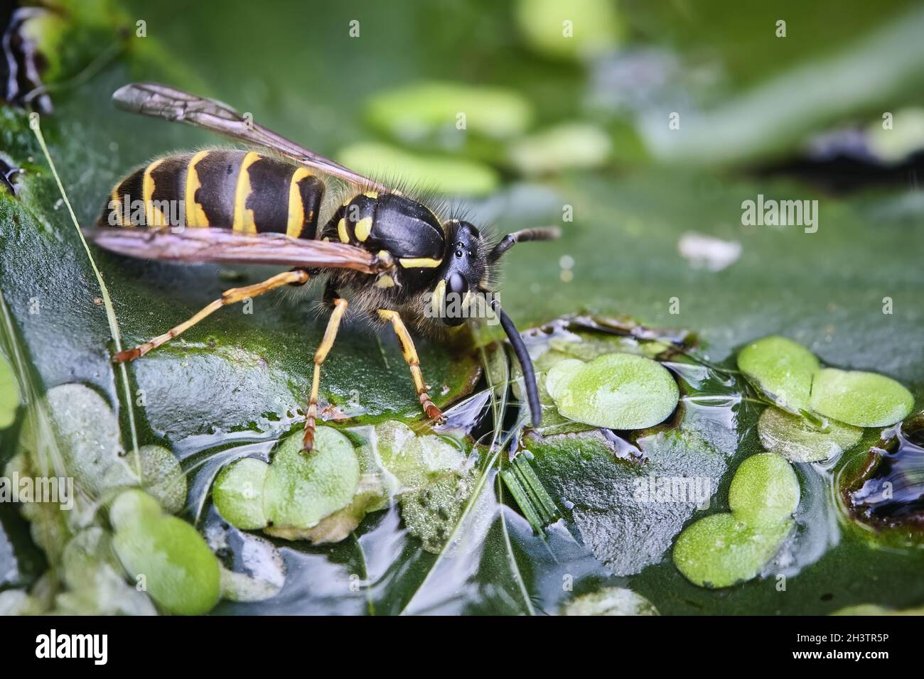 Common wasp (Vespula vulgaris Stock Photo - Alamy