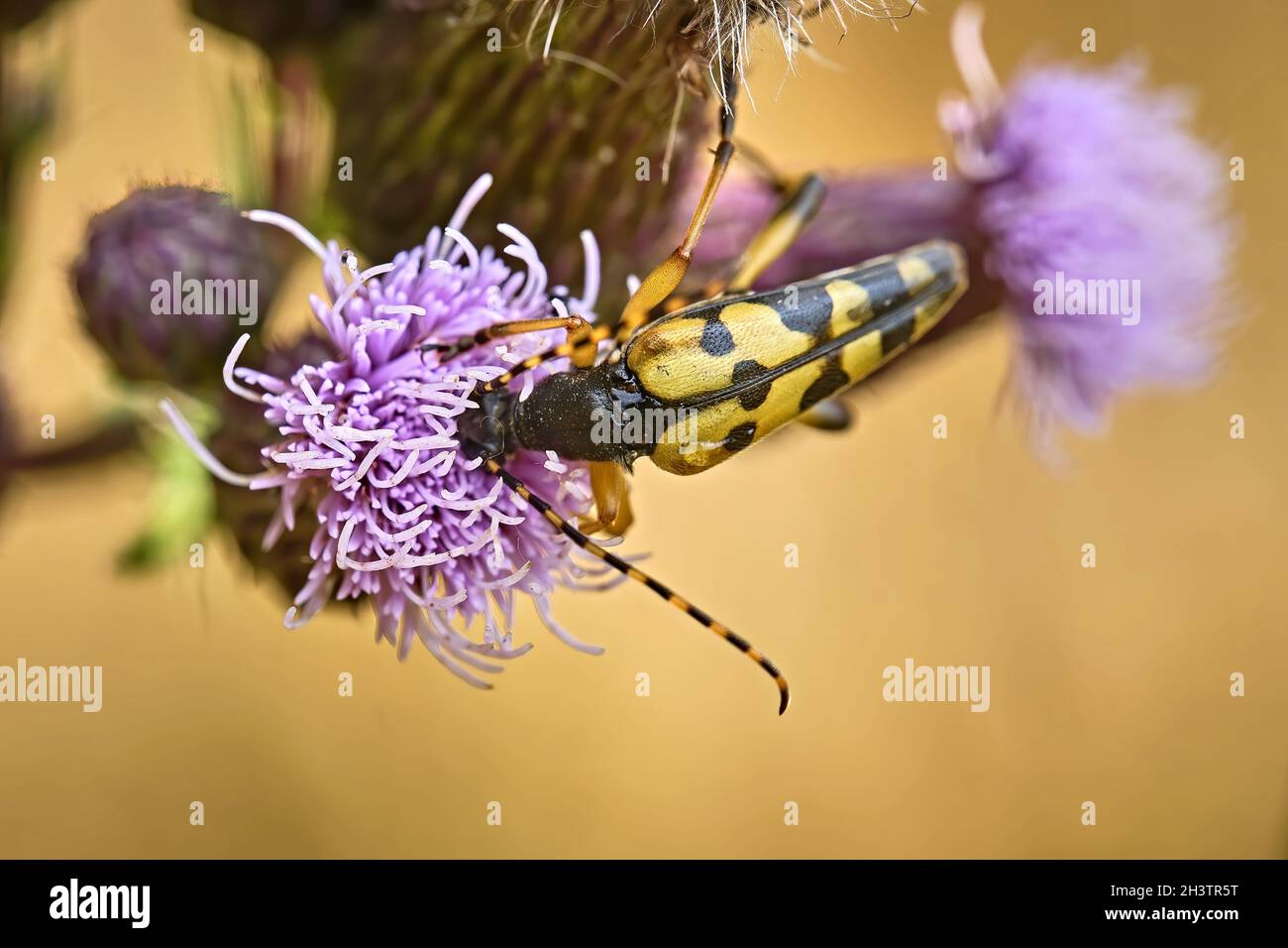 Spotted lesser ibex (Rutpela maculata, Syn .: Strangalia maculata ...