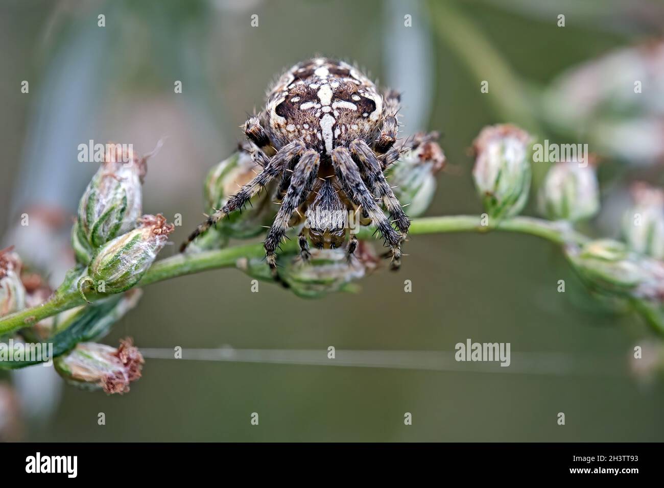 Garden spider ( Araneus diadematus Stock Photo - Alamy