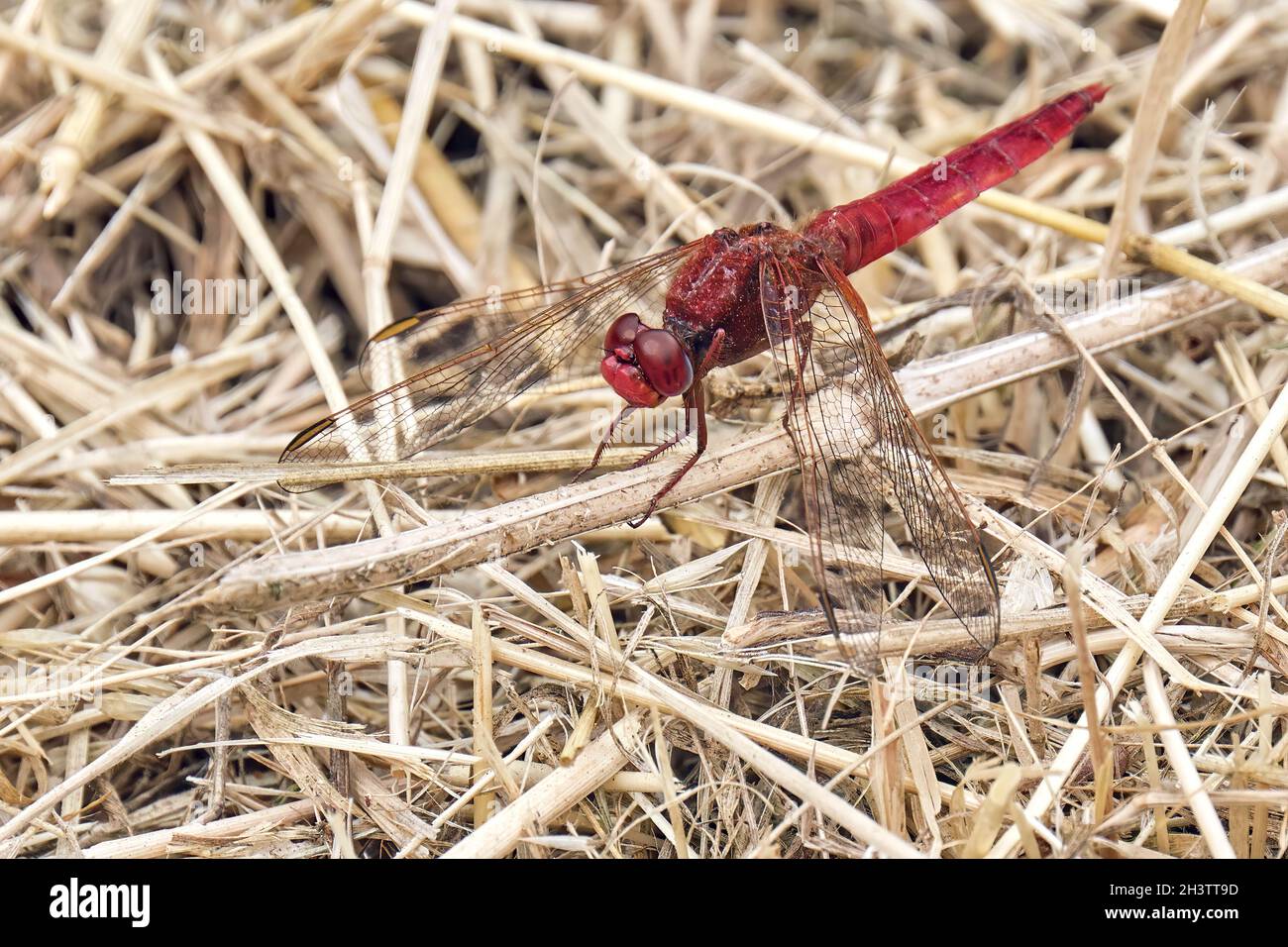 Crocothemis hi-res stock photography and images - Alamy