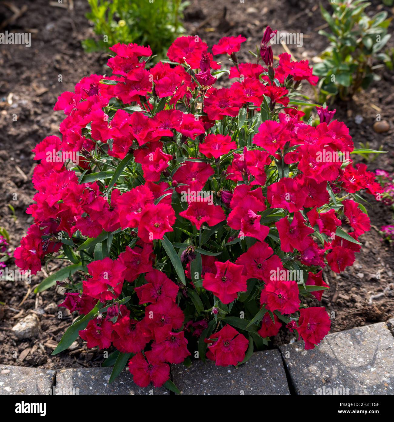 Red Sweet William (Dianthus barbatus) flowering in the early morning ...