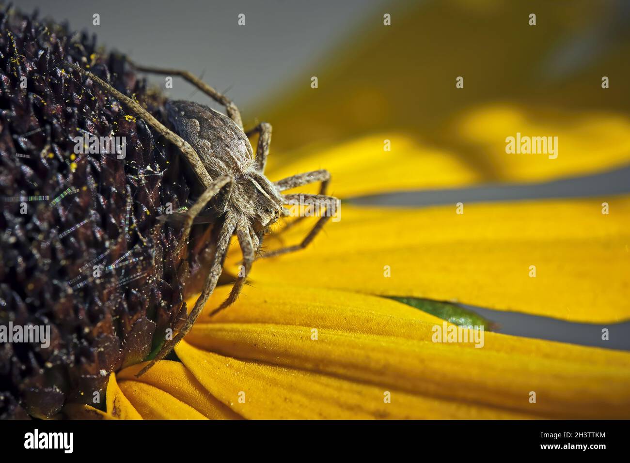 List spider (Pisaura mirabilis Stock Photo - Alamy